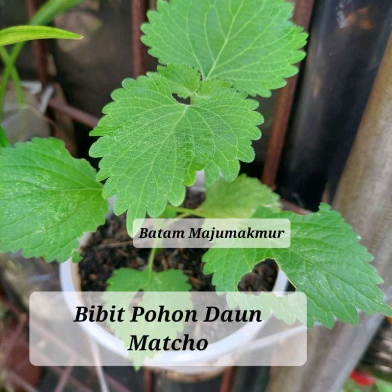 Jual Bibit Pohon Daun Matcho/macau Di Seller Batam Majumakmur - Tiban ...