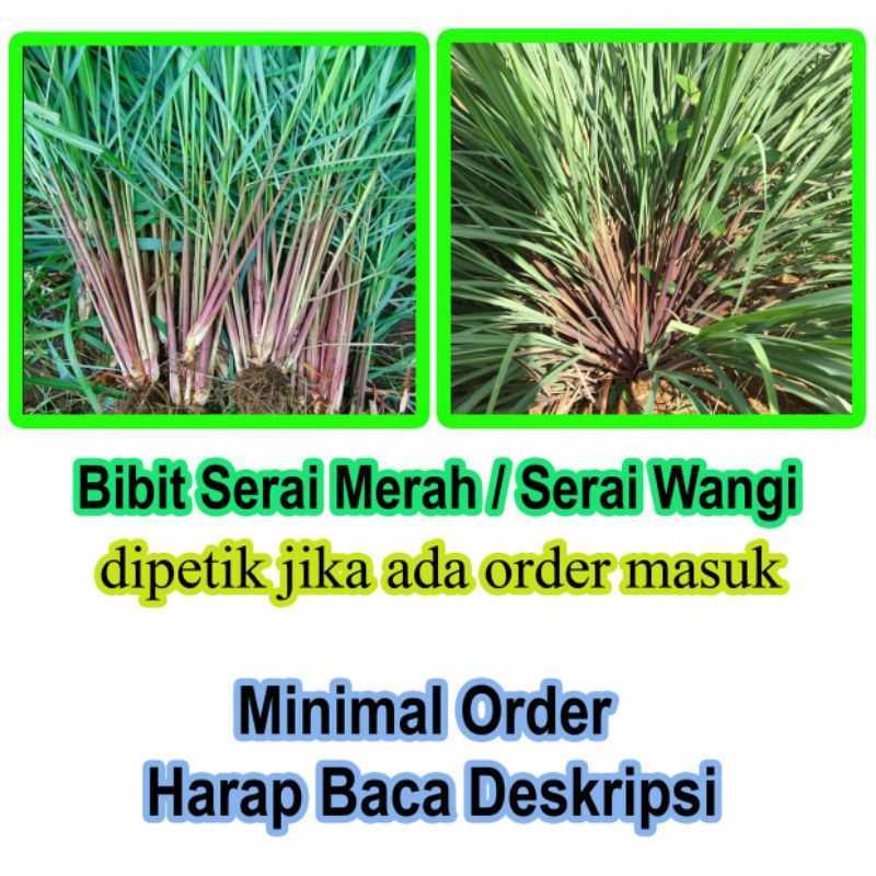Promo Serai Merah / Serai Wangi / Sereh Merah / Sereh Wangi ...