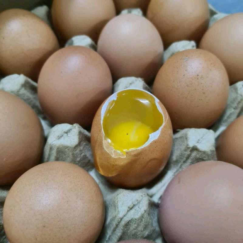 Promo Telur Ayam Negeri 1 kg Fresh isi (15-17 Butir) Halal Diskon 20% ...