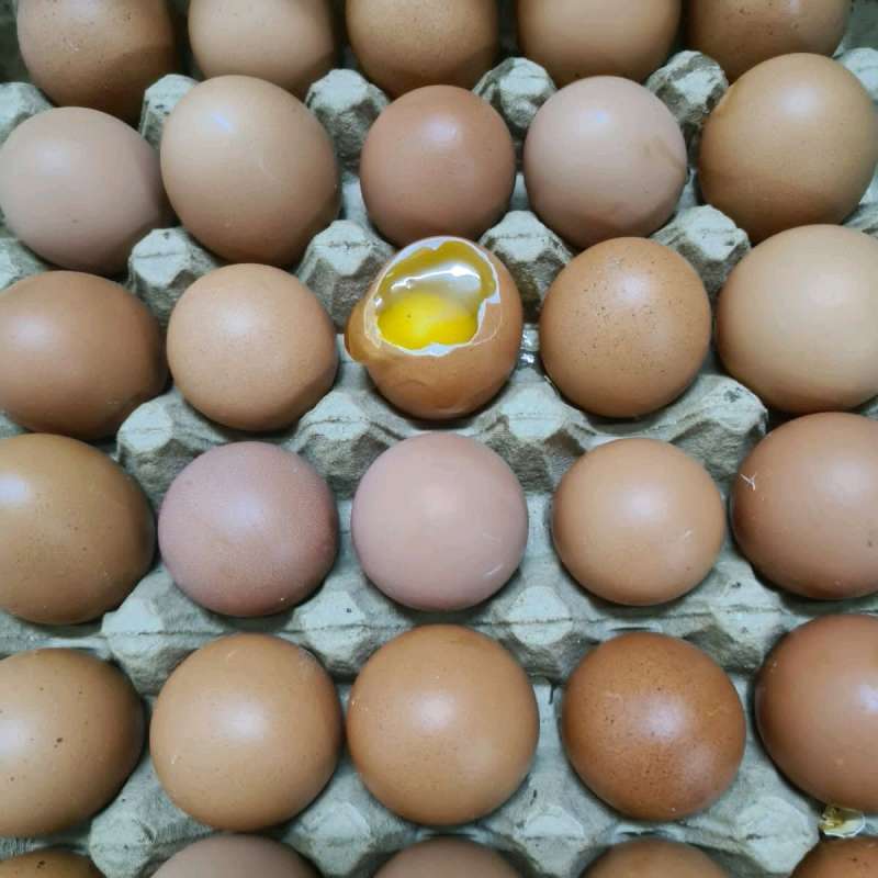 Promo Telur Ayam Negeri 1 kg Fresh isi (15-17 Butir) Halal Diskon 20% ...