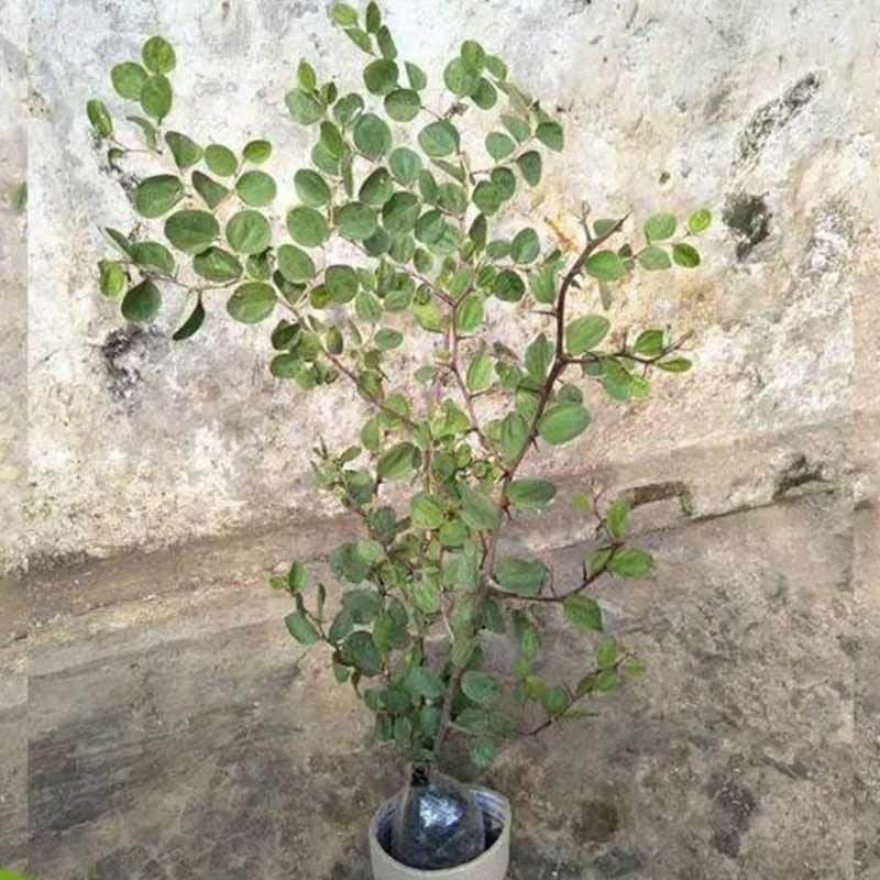 Begini Gambar Bunga Daun Bidara Super Keren - Informasi Seputar Tanaman ...