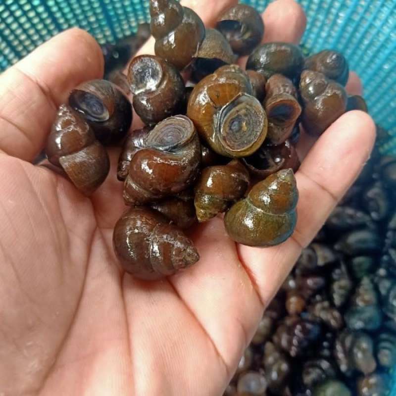 Jual Siput Sawah Termurah - Harga Grosir Terupdate Hari Ini | Blibli