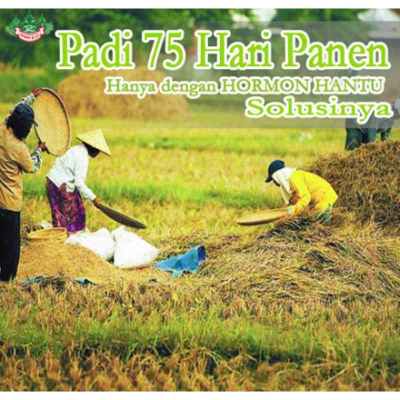 Jual Pupuk Organik Jimmy Hantu Npk Jago Tani 500 Ml Di Seller Hormonik ...