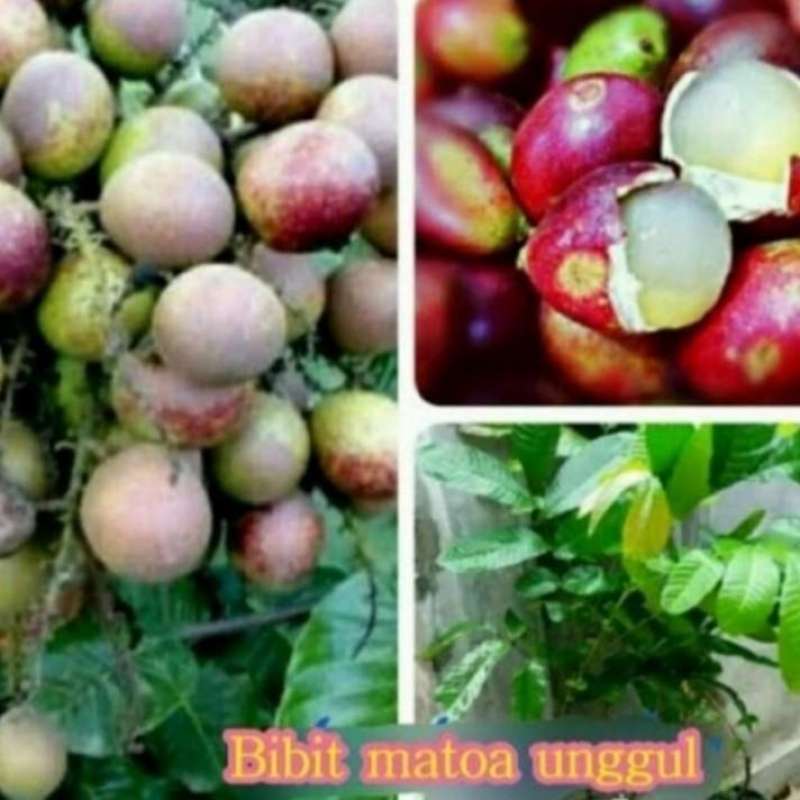 Jual Tanaman Matoa di Seller Sinar Agung Tekhnik - Cikupa, Kab ...