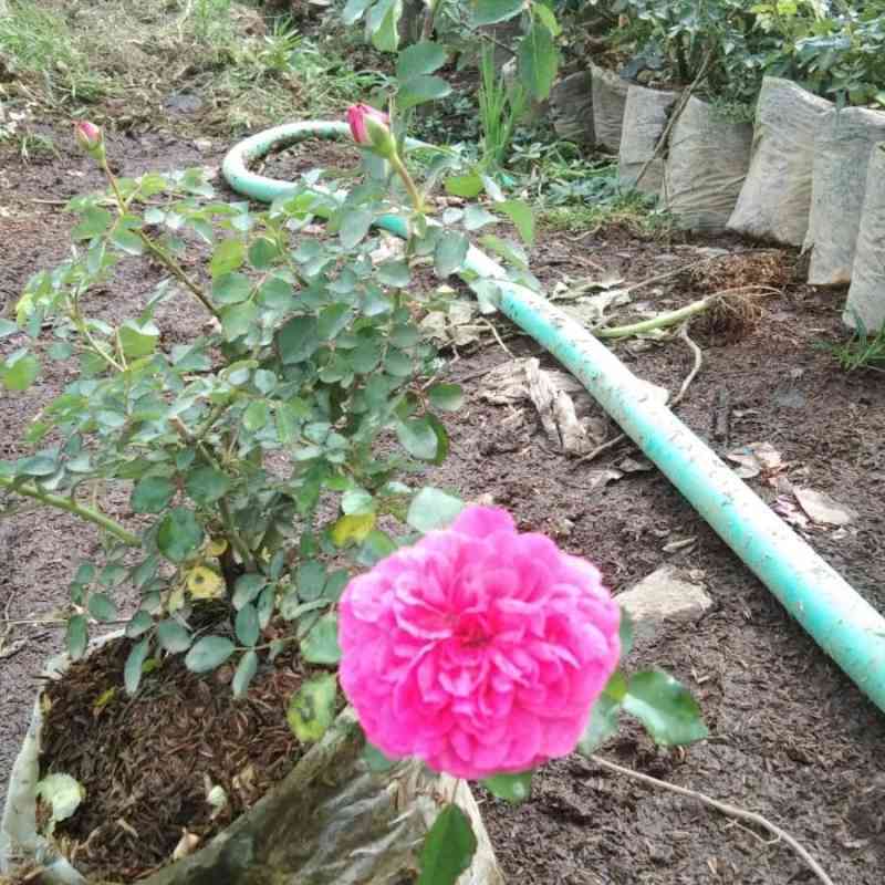 Jual Tanaman Bunga Mawar Import Rambat Sir John Betjeman Di Seller ...