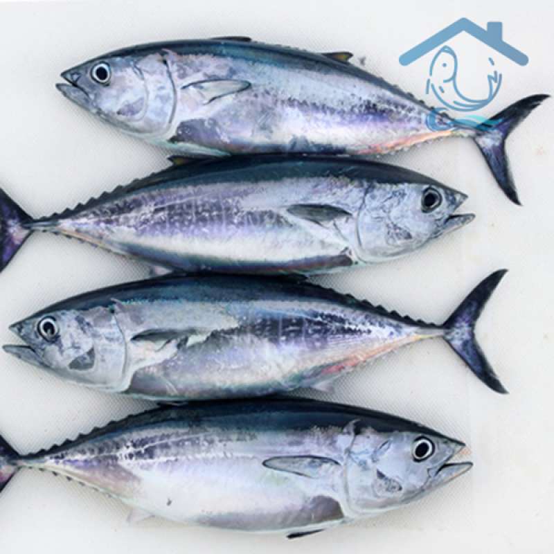 Jual Rumah Laut Ikan Baby Tuna [1kg/ 1-2 Ekor] Di Seller Rumahlaut ...