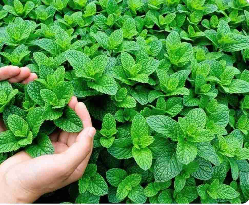 Jual Tanaman Pepper Mint Original Murah - Harga Diskon Juli 2024 ...