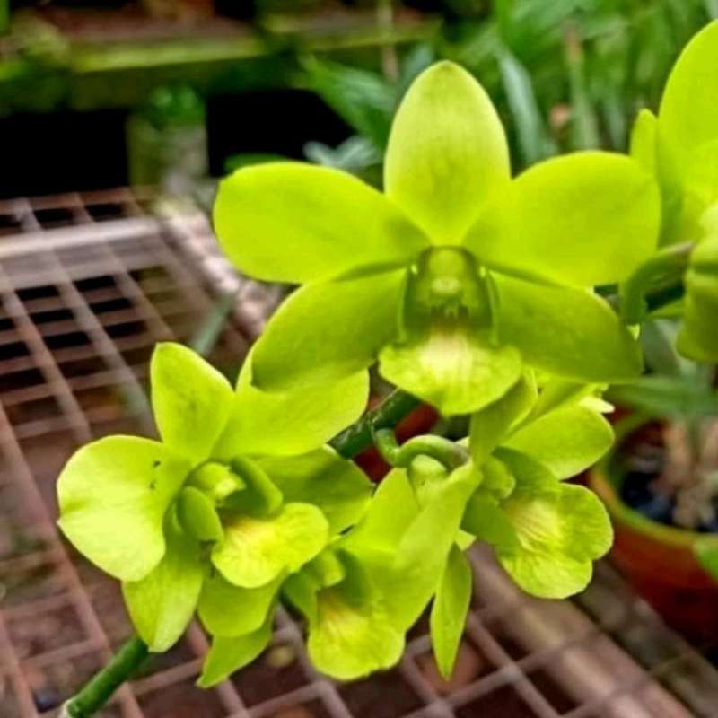 Jual anggrek dendrobium bunga pure green sudah spike / knop siap ...