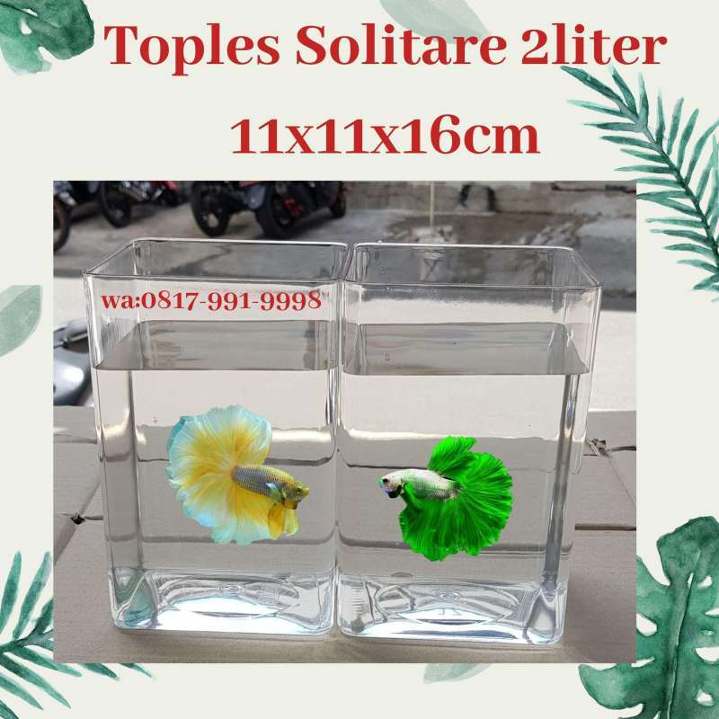 Jual Toples Soliter Ikan Cupang Ukuran 2 liter 11x11x17cm di Seller ...