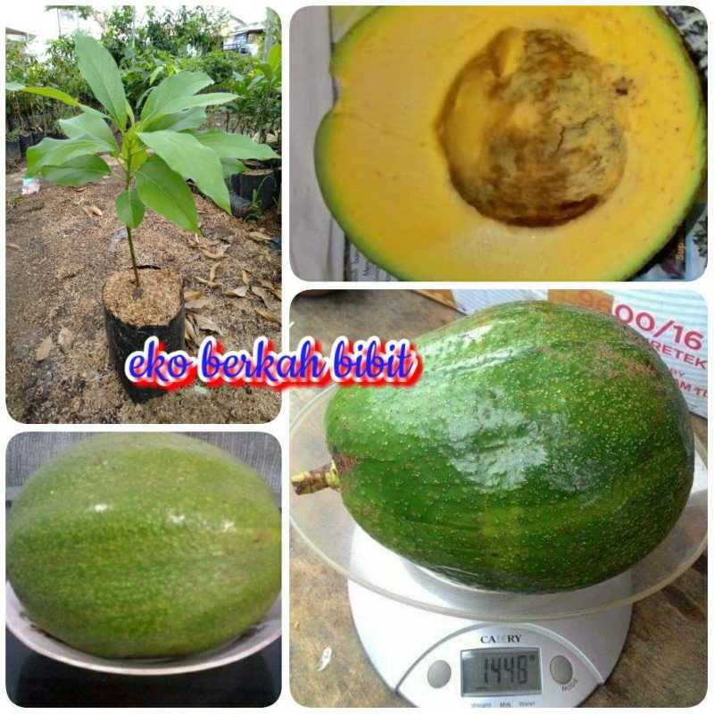 Jual Eko berkah bibit tanaman alpukat Hawai jumbo di Seller Eko berkah ...