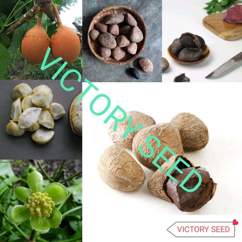 Jual VICTORY SEED pangium edule pamarrasan pucung kluwak kluwek picung ...