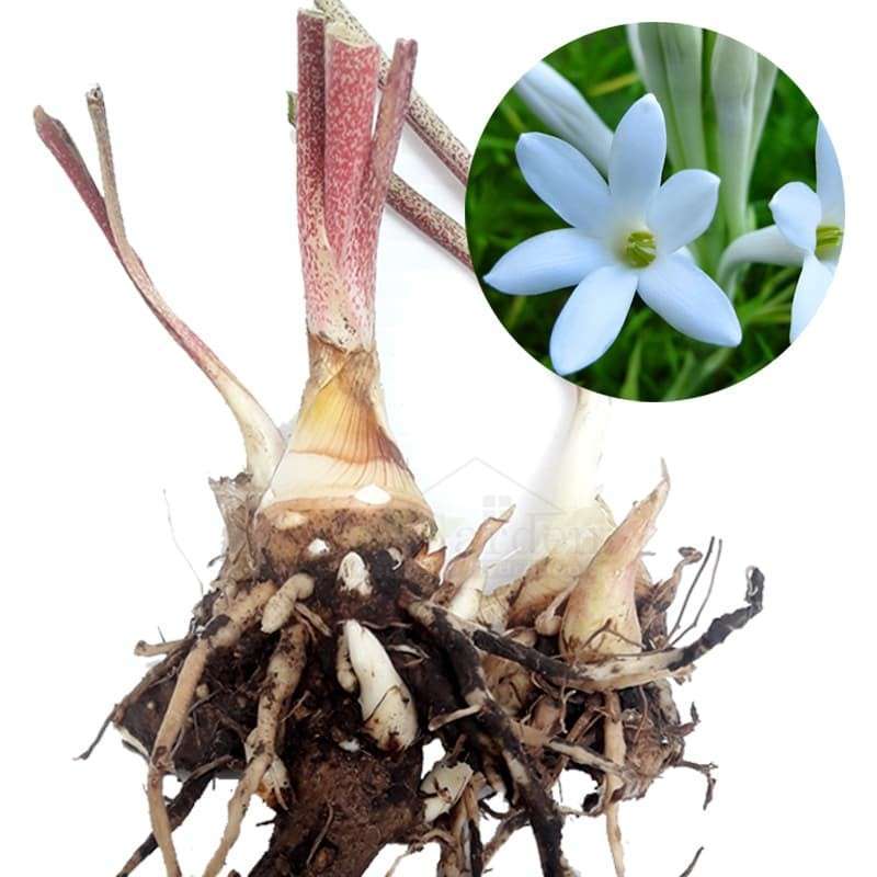 Sedap Malam Flower | Best Flower Site