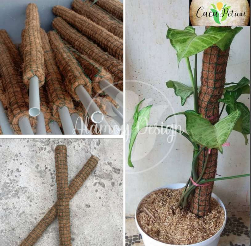 Jual Turus 60cm Tiang Penyangga Tanaman Rambat di Seller Cucu Petani ...
