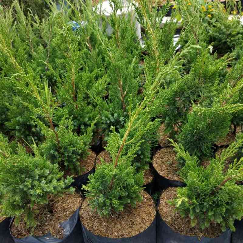 Jual Bahan Bonsai Cemara Papua di Seller Mari Berkebun - Sisir, Kota ...