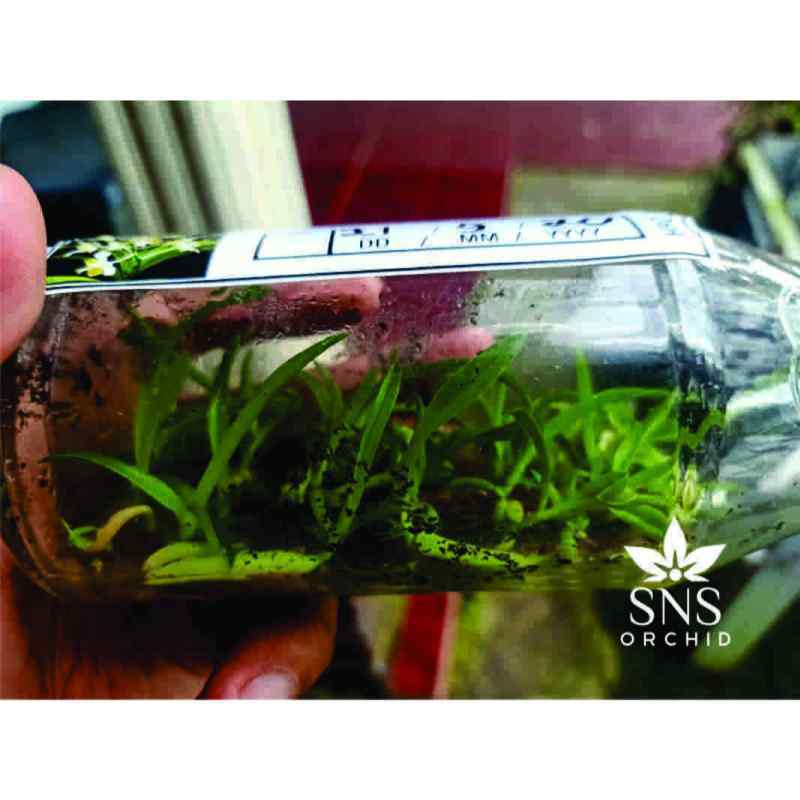 Jual Bibit Botol Vanda Tricolor Var Pallida Anggrek Species Bunga Spesi ...
