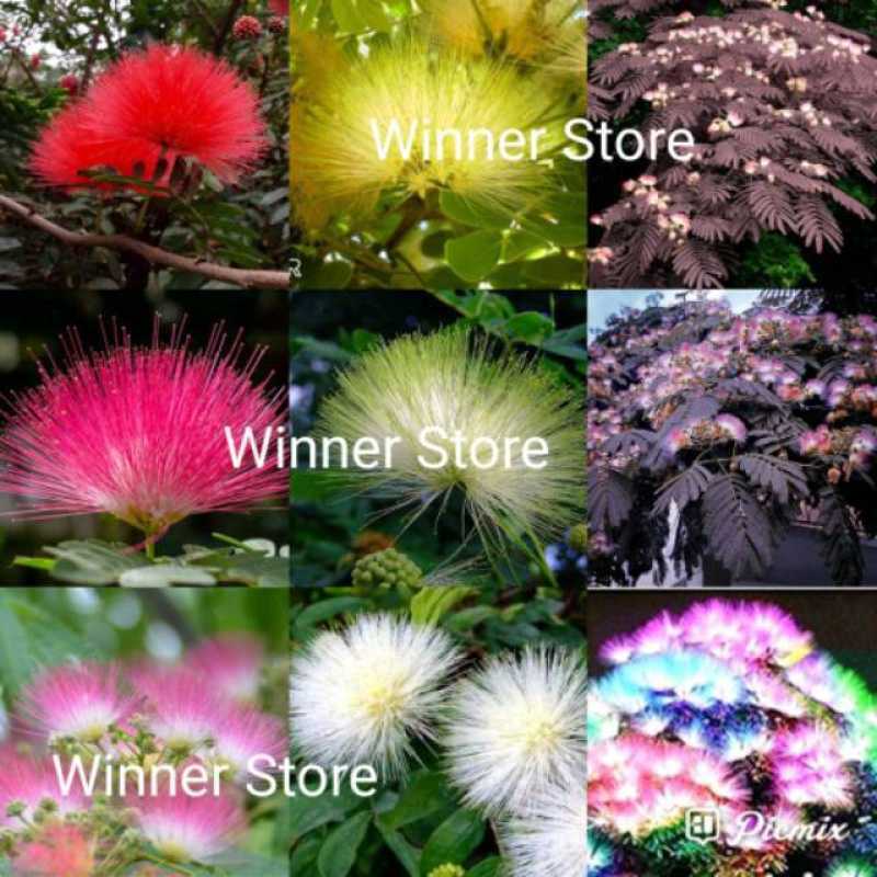 Jual 10 biji suar kihujan baujan kayu ambon munggur samanea saman ...