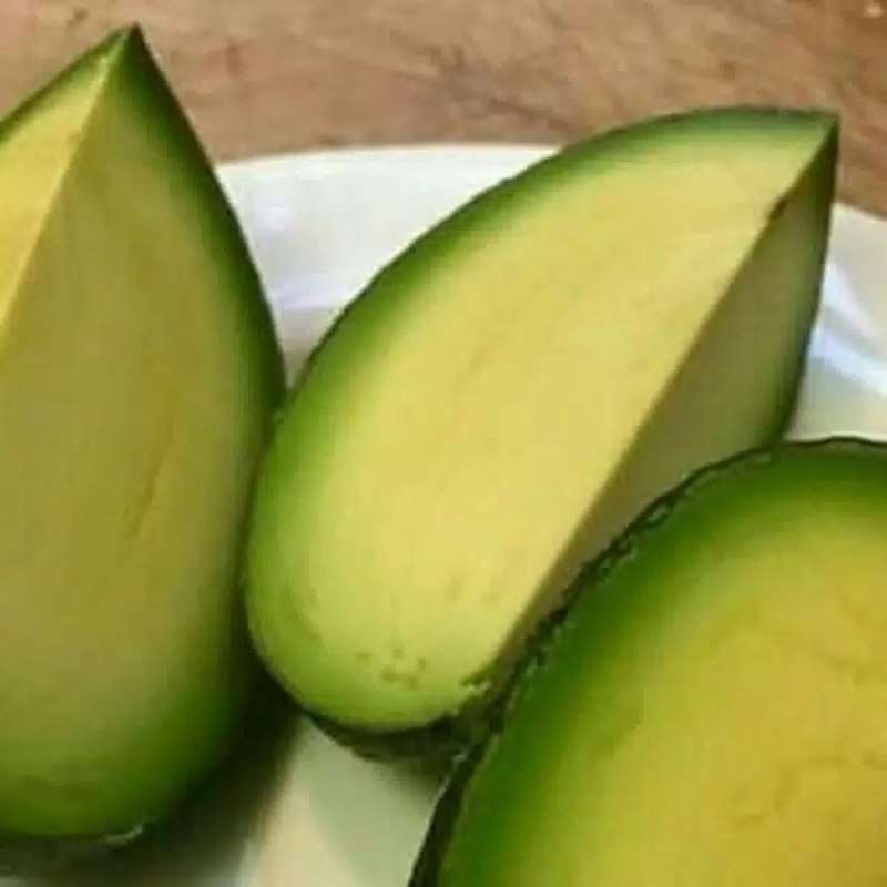 Jual Bibit Tanaman Buah Alpukat 60 Cm 💯 Harga Murah & Kualitas Terbaik ... Jual Bibit Tanaman Buah Alpukat 60 Cm 💯 Harga Murah & Kualitas Terbaik ...