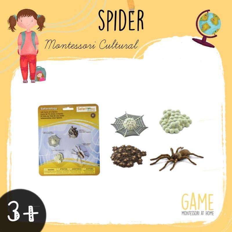 Jual Life Cycle Of A Spider-figurines+card Di Seller Game Montessori ...