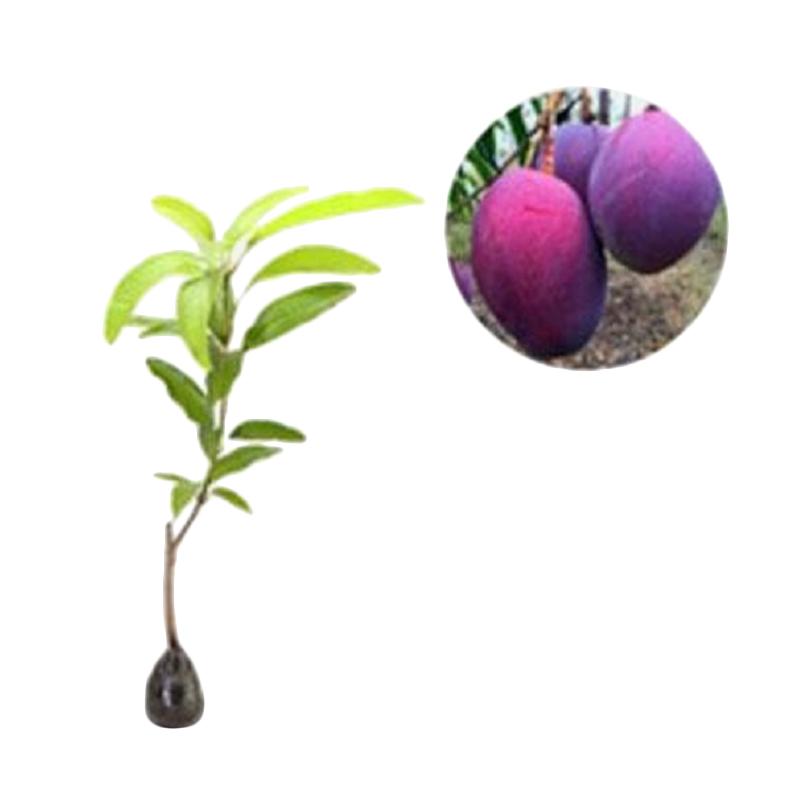 Jual Kebun Bibit Mangga Emperor Bibit Tanaman [100 cm] di Seller Toko ...