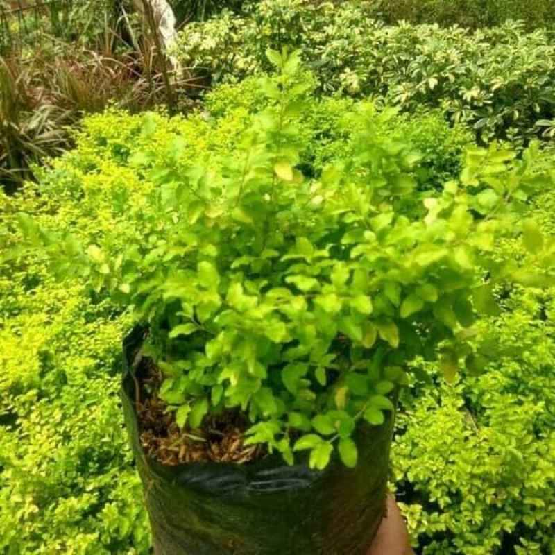 Jual Tanaman hias legistrum / tanaman legistrum / tanaman hias ...