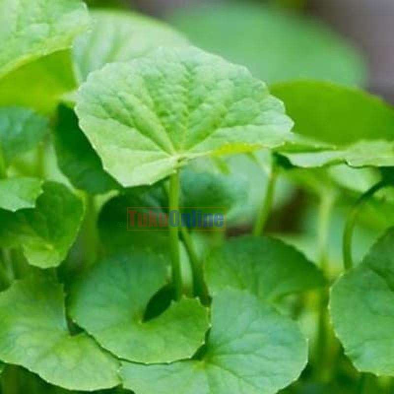 Jual Daun Semanggi Gunung Original Murah - Harga Diskon Januari 2024 ...