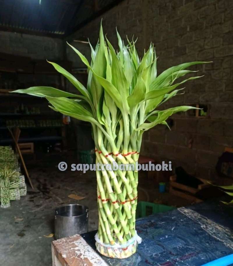 Promo Bambu Hoki / Bambu Rejeki Model Sangkar 20 Tinggi 30 cm Diskon 8% ...