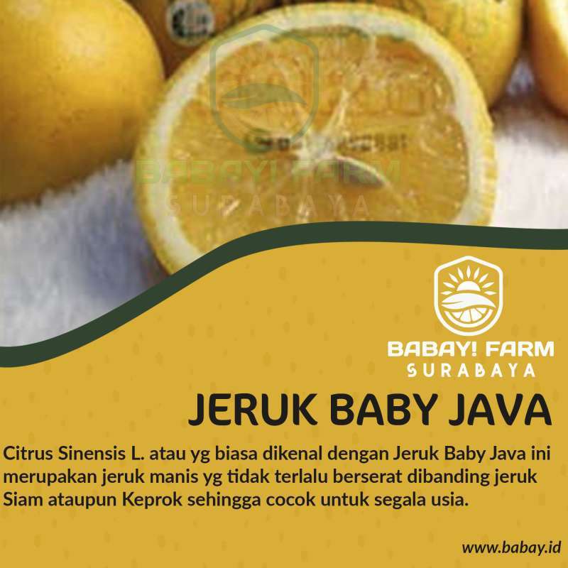Promo Buah Jeruk Baby Java 1 Kg Diskon 10% Di Seller Babay! Farm ...