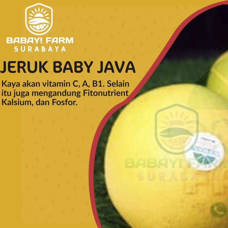 Promo Buah Jeruk Baby Java 1 Kg Diskon 10% Di Seller Babay! Farm ...