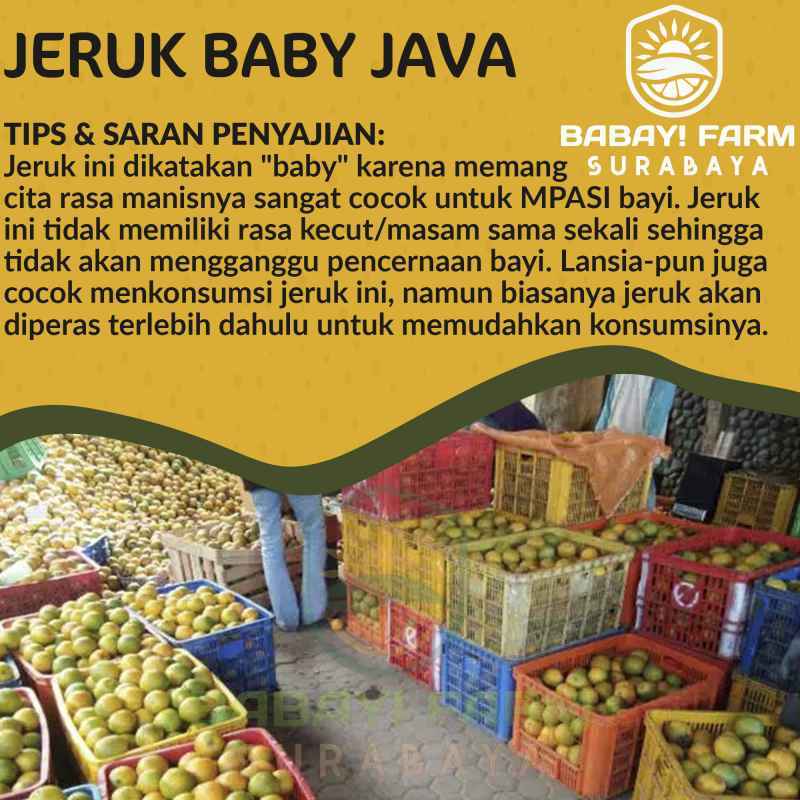 Promo Buah Jeruk Baby Java 1 Kg Diskon 10% Di Seller Babay! Farm ...