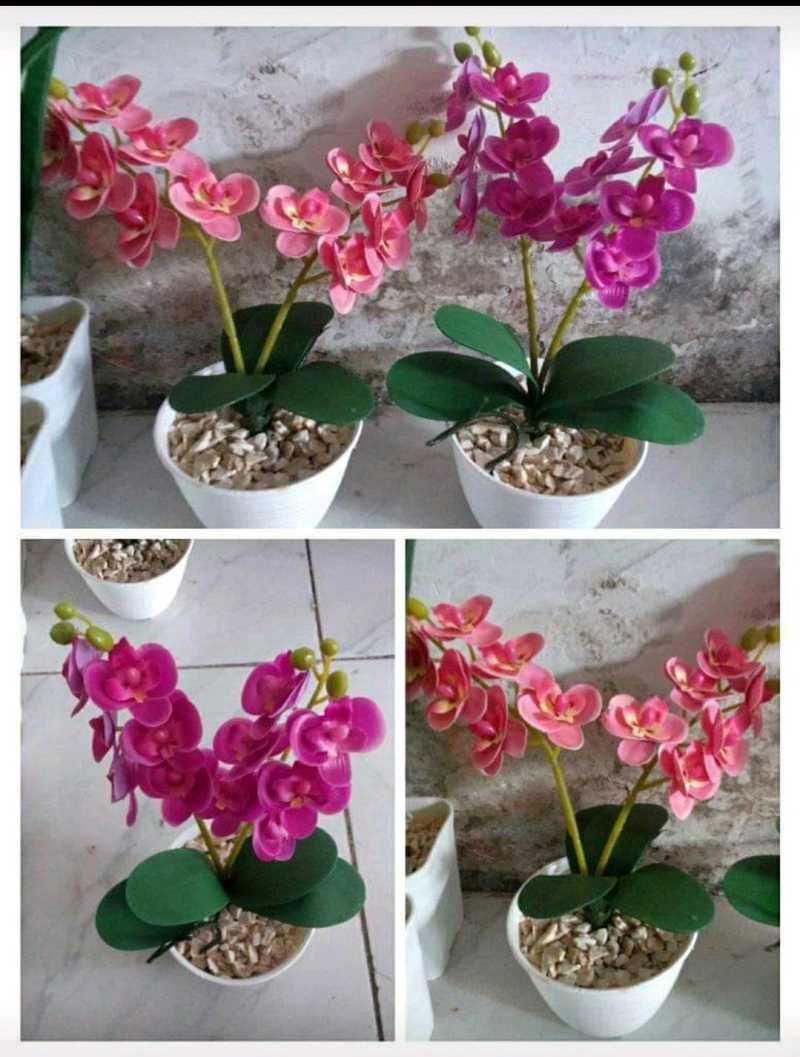 Jual anggrek latek mini di Seller YAFIMART - Trosobo, Kab. Sidoarjo ...