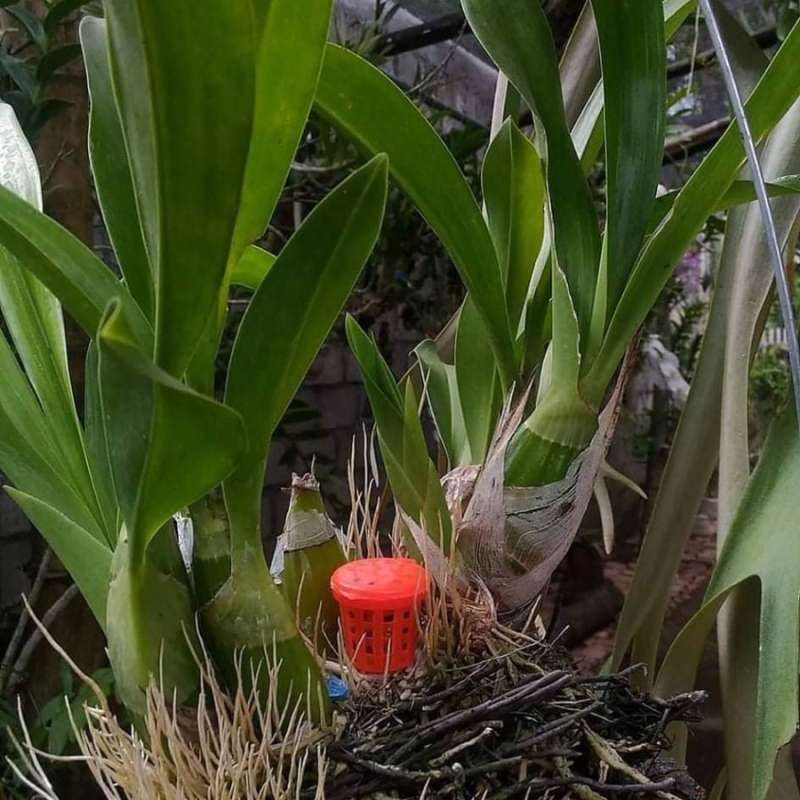 Jual Pot Pupuk Dekastar Osmocote Wadah Pupuk Warna Warni Tancap Plastik ...