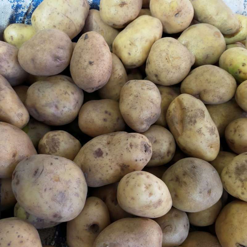 Jual Kentang 1 kg Halal di Seller Faith Fresh - Sunggal, Kota Medan ...