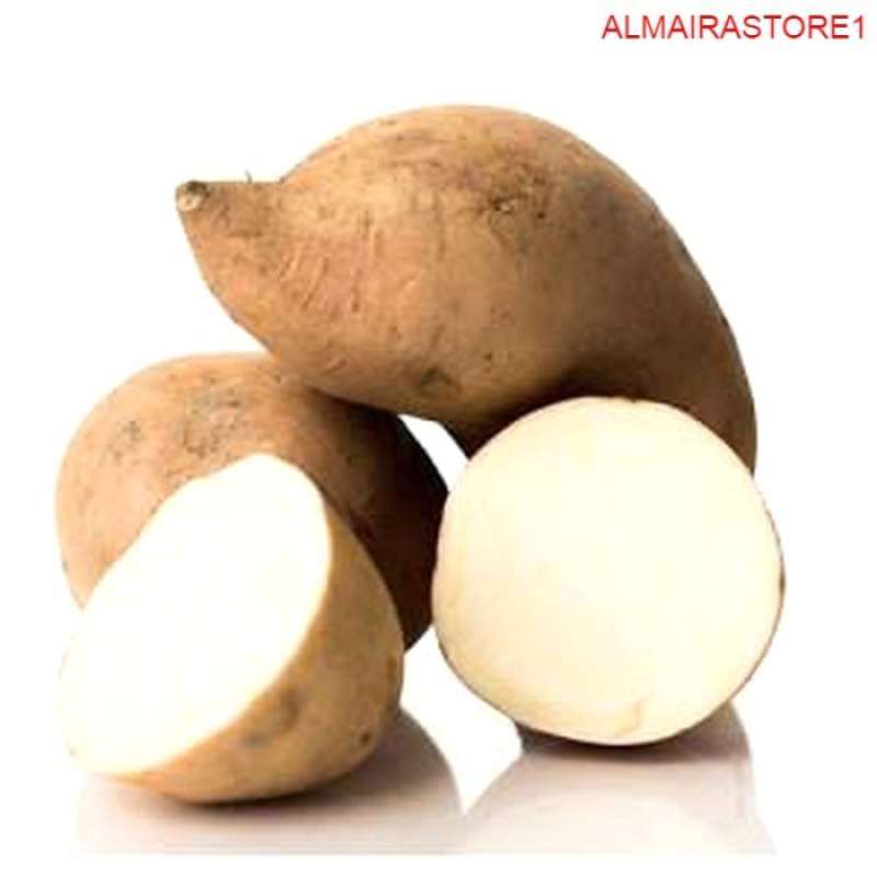 Jual Sayuran Segar Sayur FRESH Ubi Jalar Putih 500 Gram - Wfbogor di ...