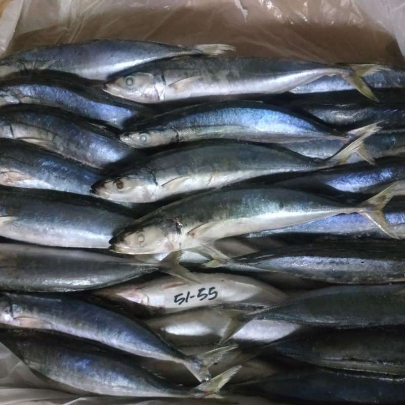 Jual Ikan Layang Biru 1 Kg Isi 4-10 Ekor / Ikan Muroaji - 22 Seafood ...