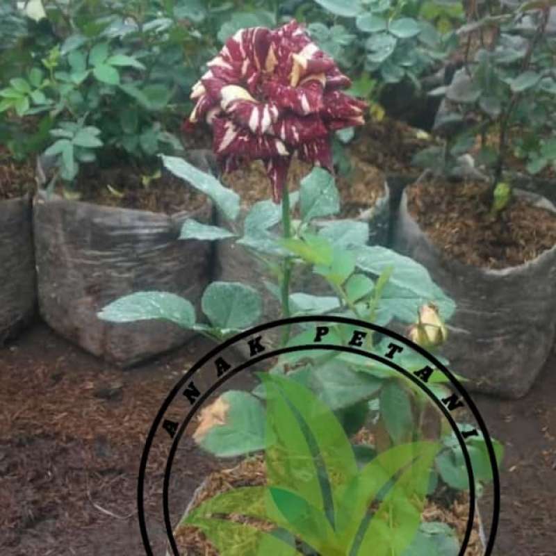 Jual Bibit Pohon Tanaman Bunga Mawar Batik Merah Putih Di Seller Raja ...