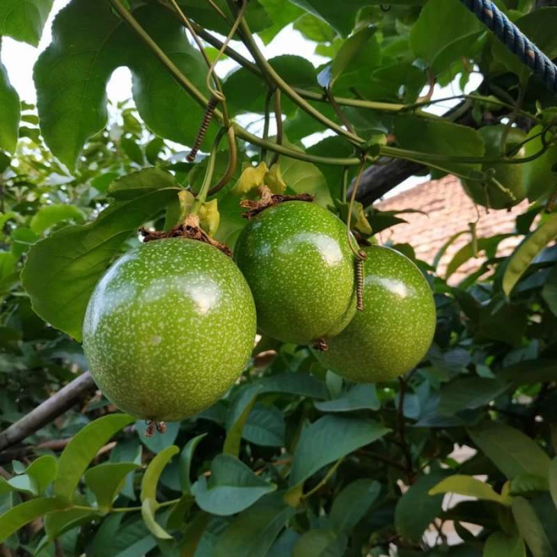 Jual BIBIT TANAMAN BUAH MARKISA MANIS SUPER UNGGUL di Seller tani bibit - Babakan, Kota Bogor ...
