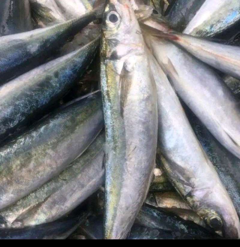 Jual Ikan Malalugis Ikan Layang Fresh 1 Kg di Seller WARONK KAWANUA ...