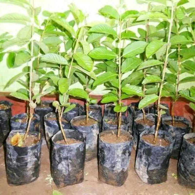 Jual Bibit Pohon Jambu Kristal Putih - Buah Jambu - Tanaman Jambu ...