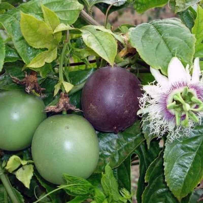 Jual Bibit Pohon Markisa Ungu - Tanaman Buah Markisa Hitam Merah Buah ...