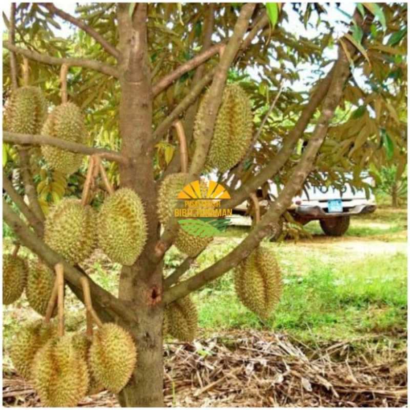 Jual Bibit Tanaman Buah Durian Bawor Di Seller Samsul Bibit - Cipicung, Kab. Bogor | Blibli