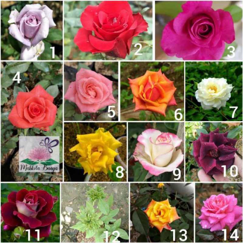 Jual Tanaman bunga mawar / pohon mawar di Seller Green Leaf Plant ...