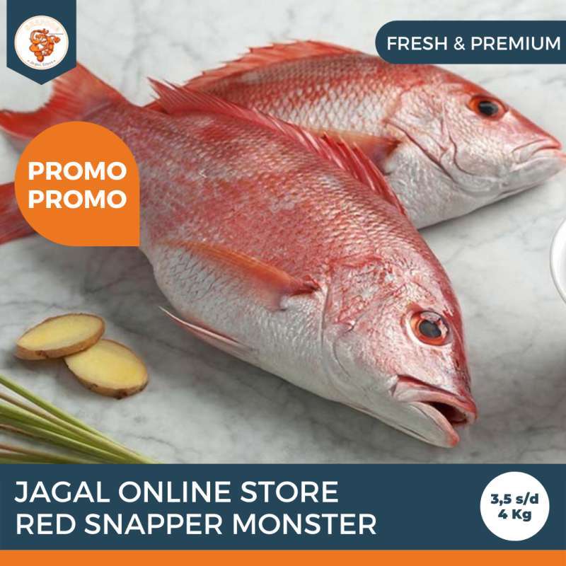 harga ikan merah sekilo 2019 - HumbertotaroTownsend