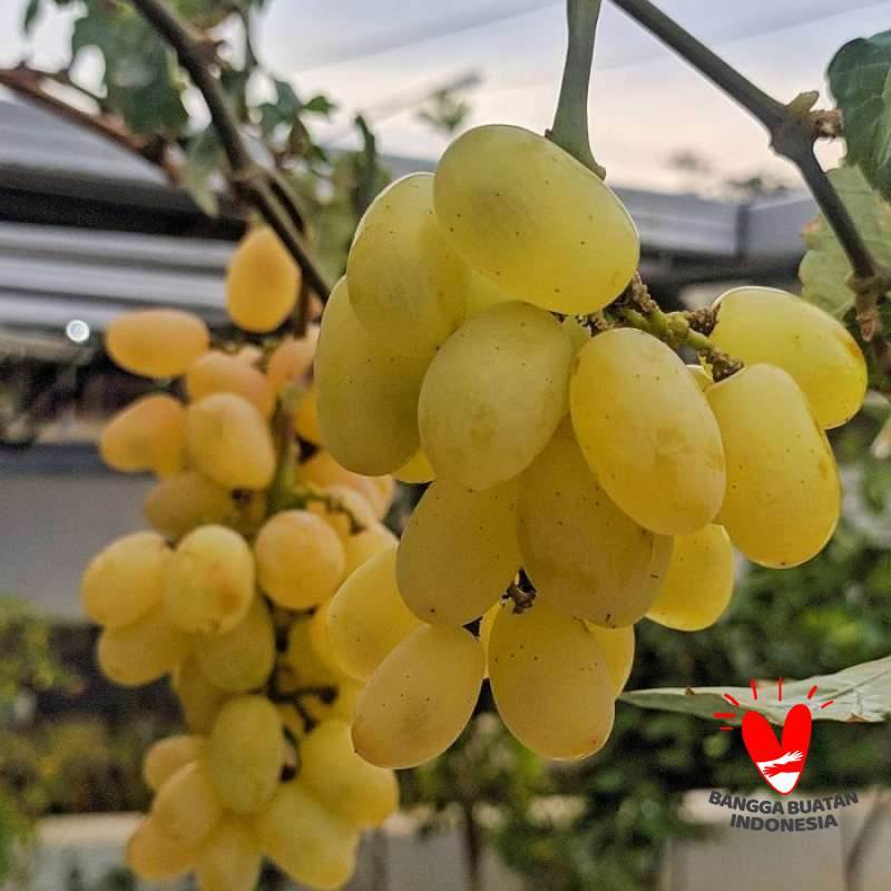 Jual Bibit Anggur Transfiguration Grafting Tanaman Buah Anggur Import ... Jual Bibit Anggur Transfiguration Grafting Tanaman Buah Anggur Import ...