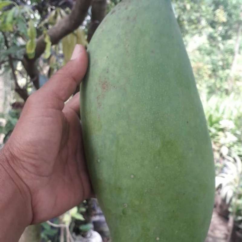 Jual Tanaman mangga mahatir buah besar . di Seller raja bibit tanaman ...