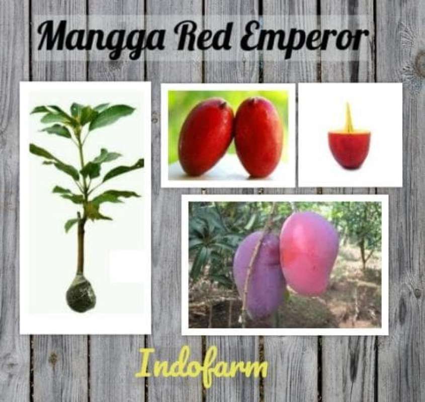 Jual Asli! Tanaman Bibit Buah Mangga Red Emperor Asli! di Seller ...