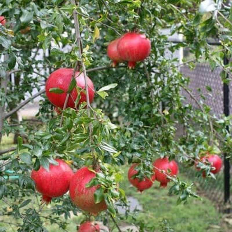 Jual Bibit pohon delima merah - Tanaman buah delima merah - Delima ...