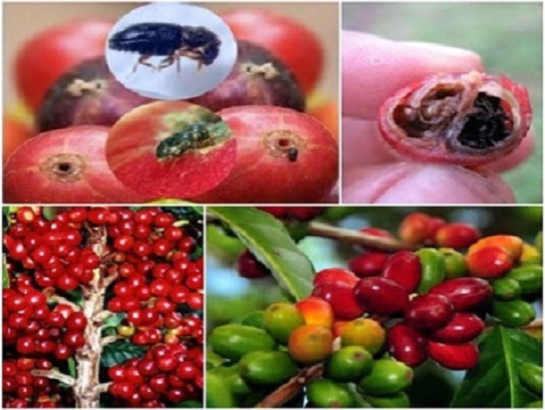 Jual Koptan - Perangkap Efektif Mengatasi Hama Penggerek Buah Kopi Pbko ...
