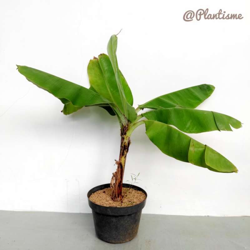Promo Brazilian Dwarf Bananas | Pohon Pisang Brazil Mini Bonsai ...