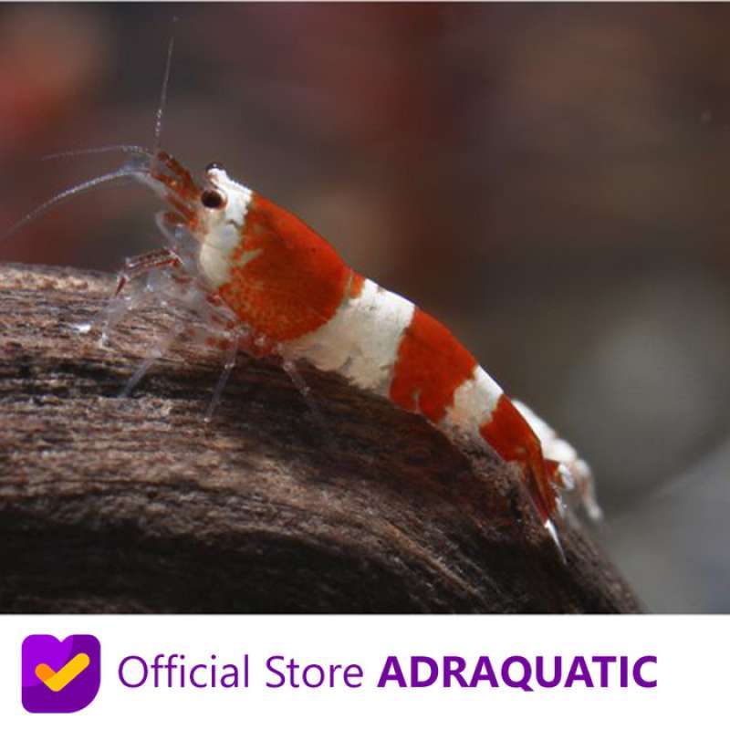 Jual UDANG HIAS RED BEE CHERRY SHRIMP NEOCARIDINA AIR TAWAR di Seller ...