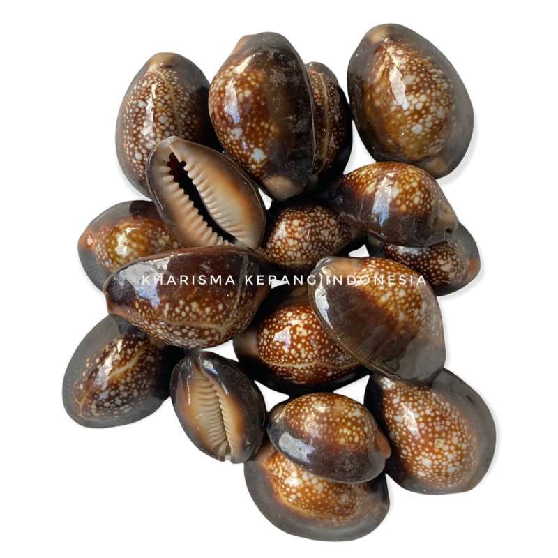 Jual MONETARIA CAPUTSERPENTIS SHELL SNAKEHEAD COWRY SHELL (SERPENTS ...